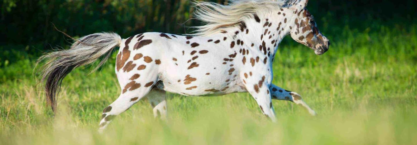 Home | Appaloosa Wealth Management, LLC