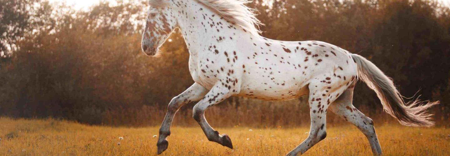 Home | Appaloosa Wealth Management, LLC