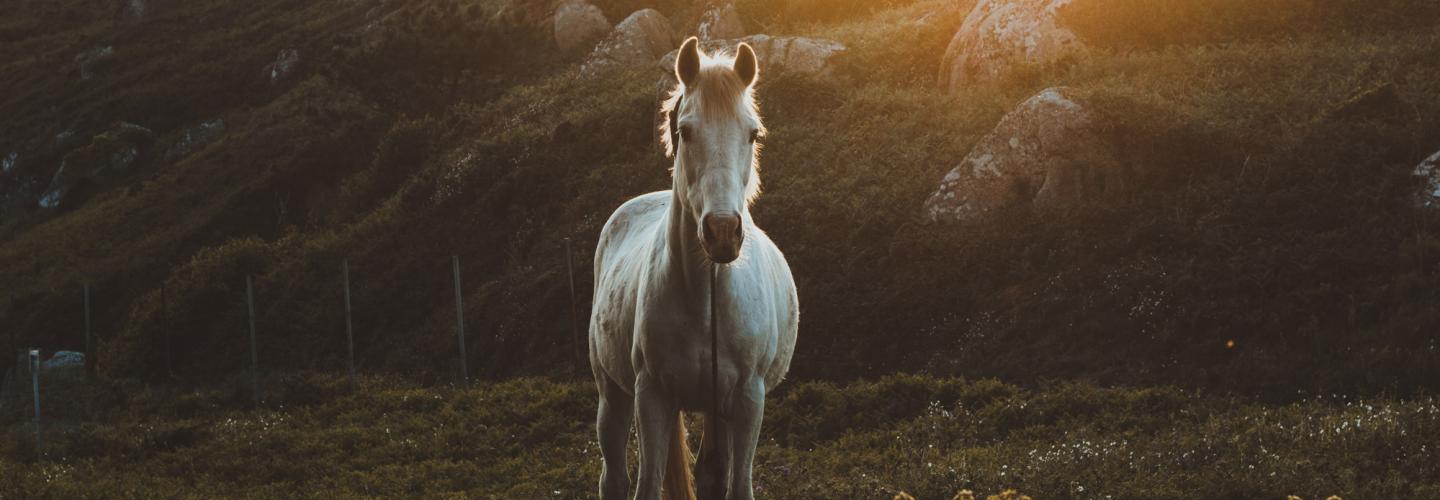 Home | Appaloosa Wealth Management, LLC