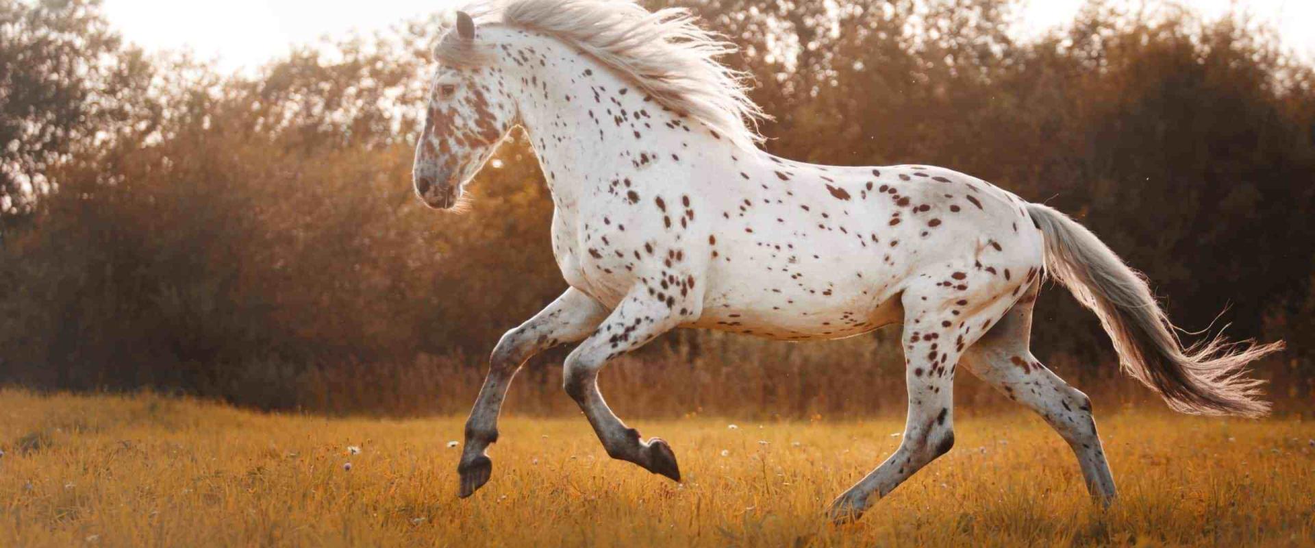 Home | Appaloosa Wealth Management, LLC