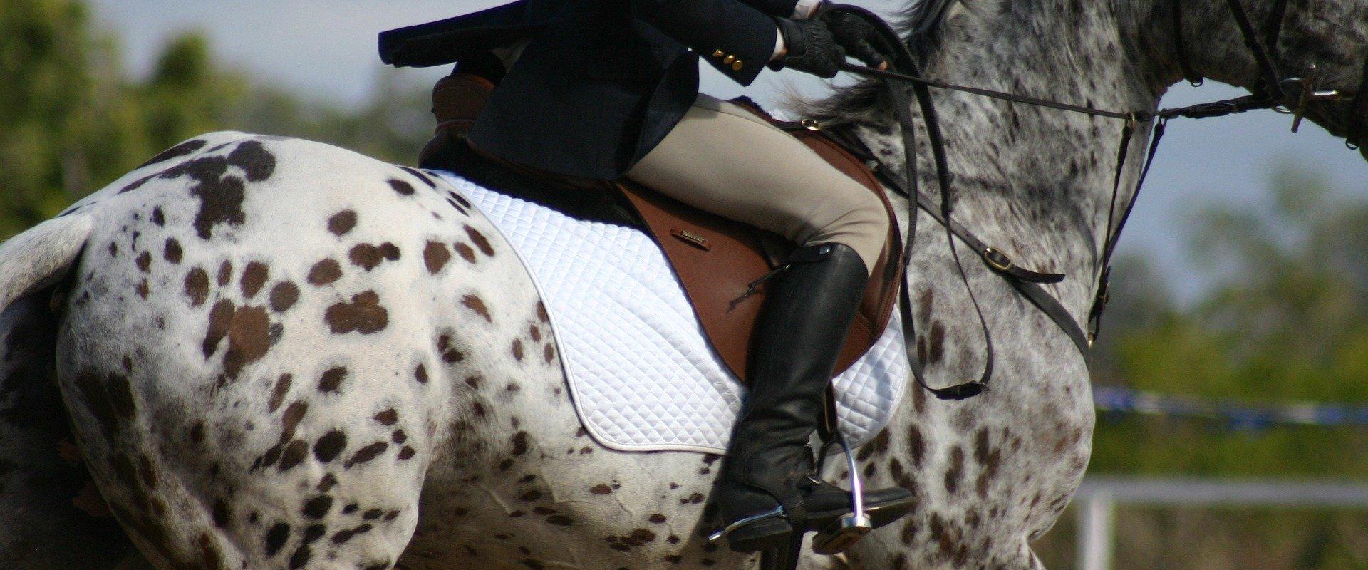 Our Process | Appaloosa Wealth Management, LLC